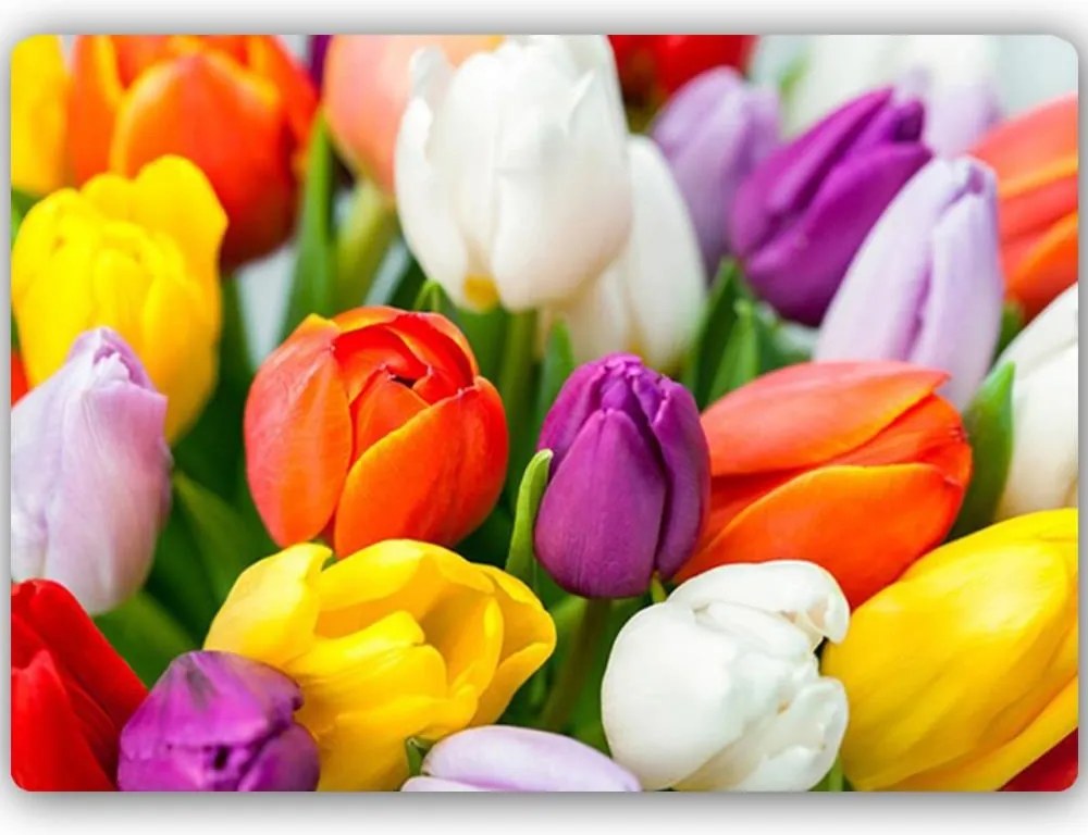 CARO Kovový obraz - Colorful Tulips 60x40 cm
