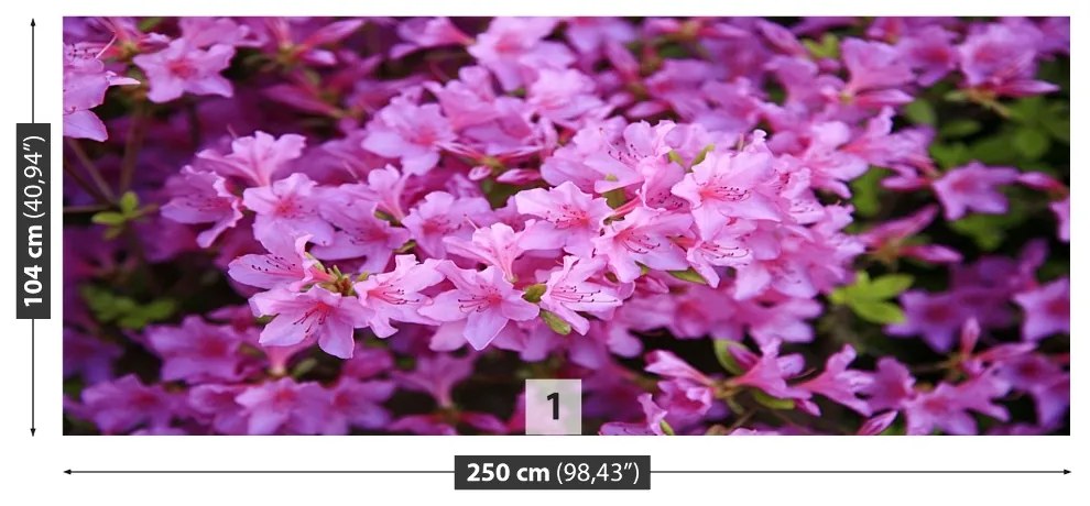 Fototapeta Rhododendron růžový 104x70