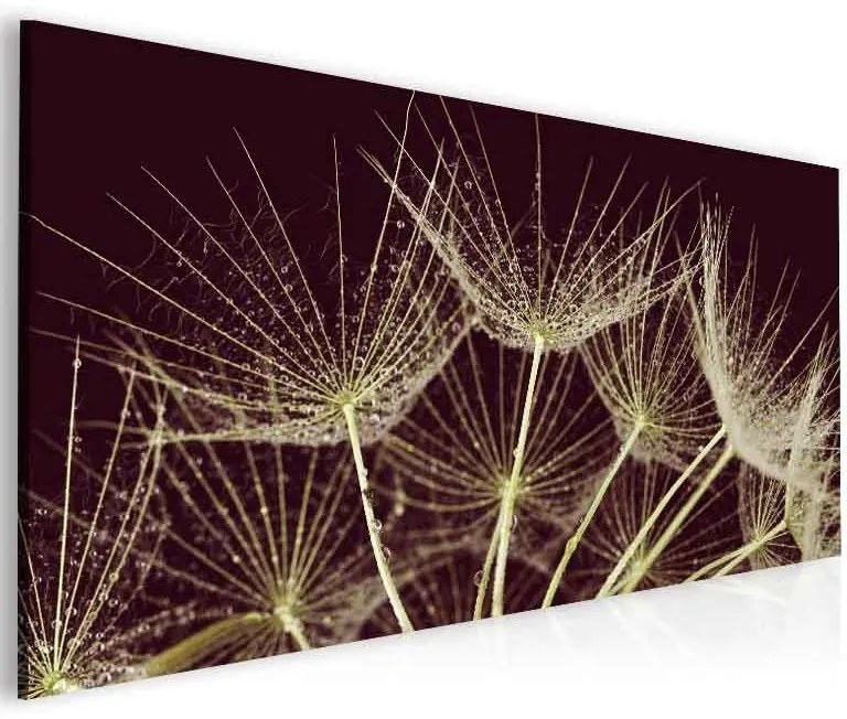 Malvis Malvis Obraz smetánka lékařská - hnědá  110x60 cm