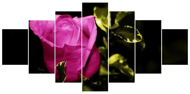 Obraz růžové růže na hladině  (210x100 cm), 40 dalších rozměrů