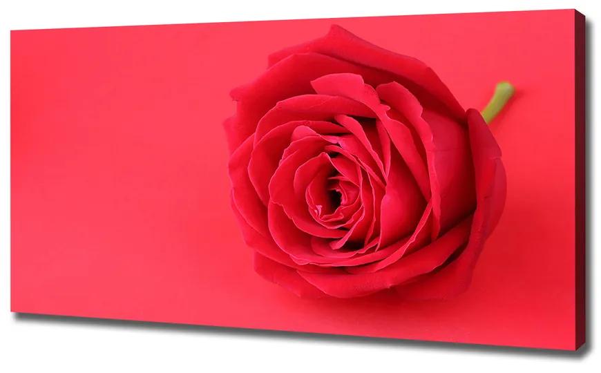 Wallmuralia Foto obraz na plátně do obýváku Červená růže 120x60 cm