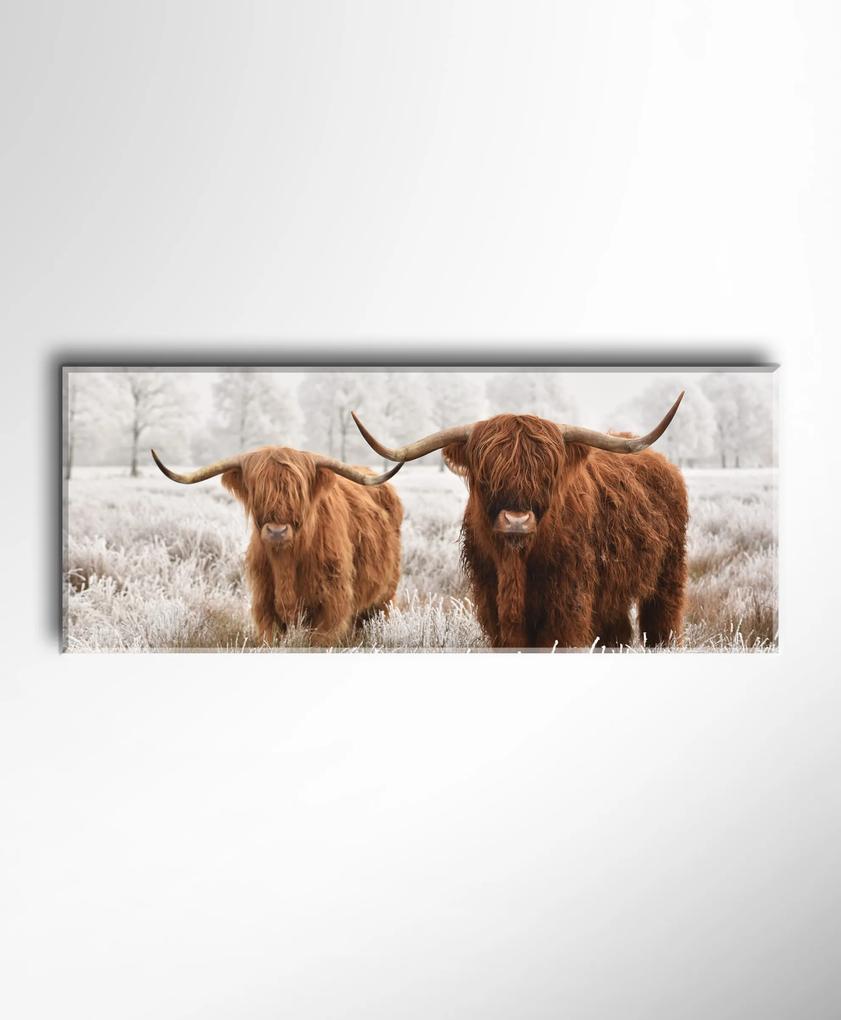 Malvis ® Obraz Skotský náhorní skot ROZMĚR (šířka x výška): třídílný obdélník 90x60 cm