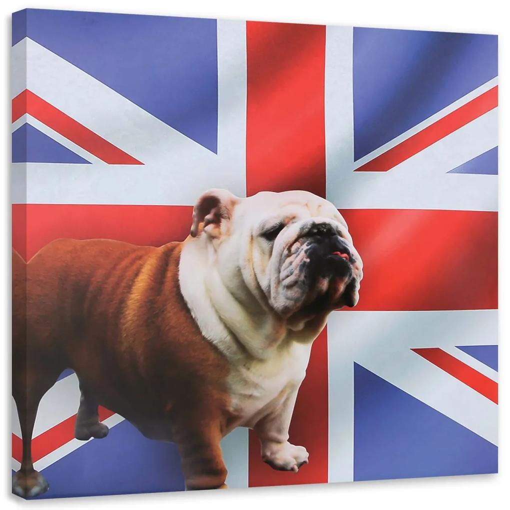 Obraz na plátně Bulldog Dog Anglická vlajka - 50x50 cm