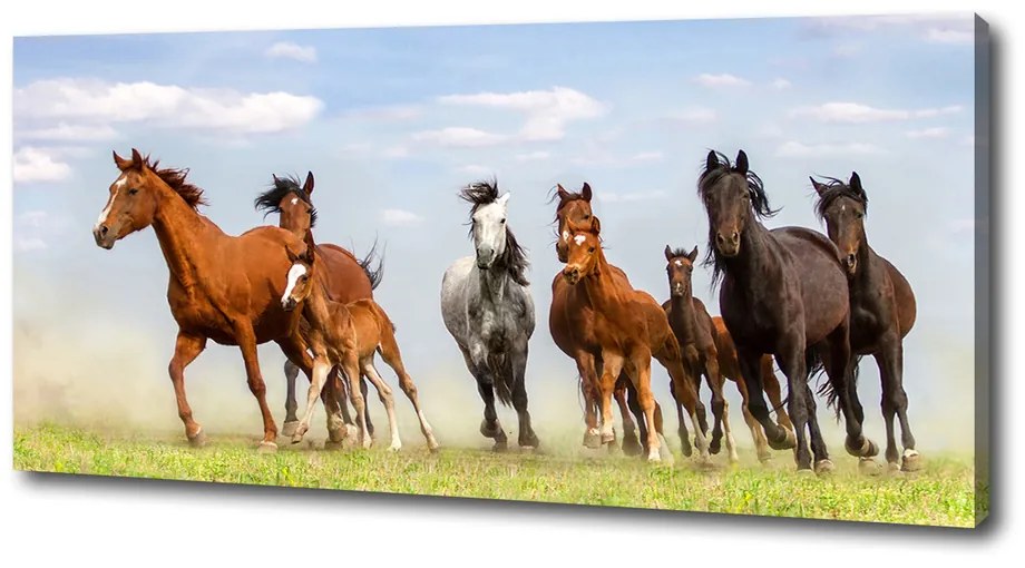 Wallmuralia Foto obraz na plátně Koně ve cvalu 125x50 cm