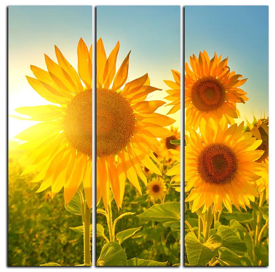 Obraz na plátně - Slunečnice v létě - čtverec 3145B (105x105 cm)