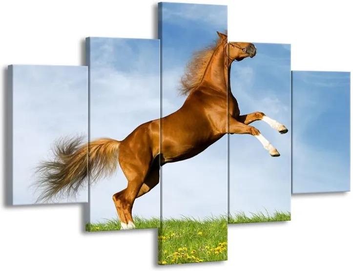Kůň na louce 100x70 cm