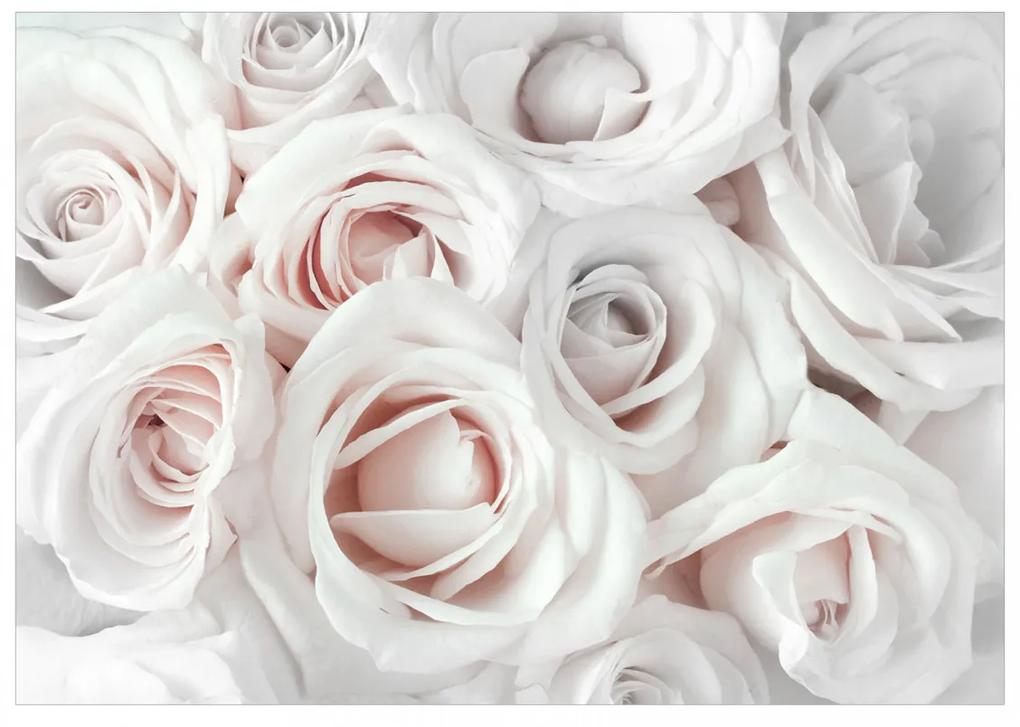 Murando DeLuxe Fototapeta růže Pink Velikost (šířka x výška): 300x210 cm