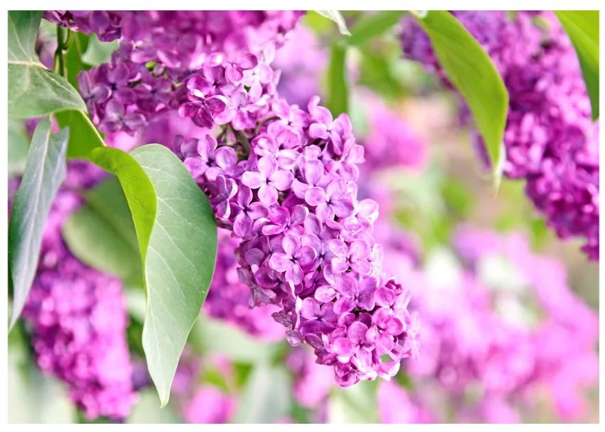 Fototapeta - Lilac flowers