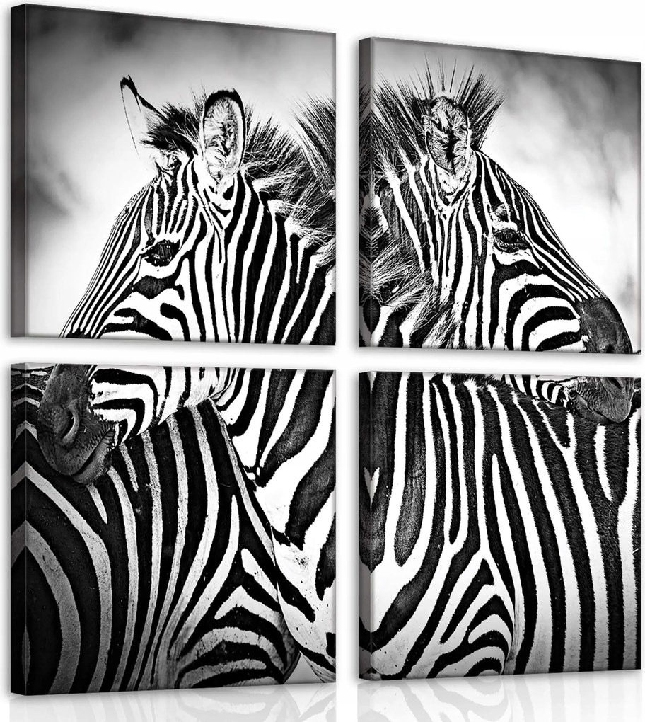 Obraz 50x50 Zebra monochromatický Afrika pruhy zvířata textura kontrast