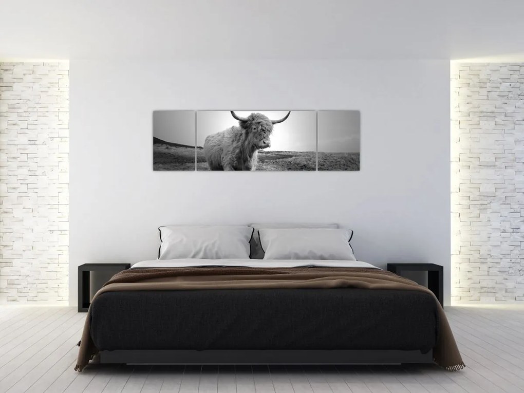 Obraz - Skotská kráva, černobílá (170x50 cm)