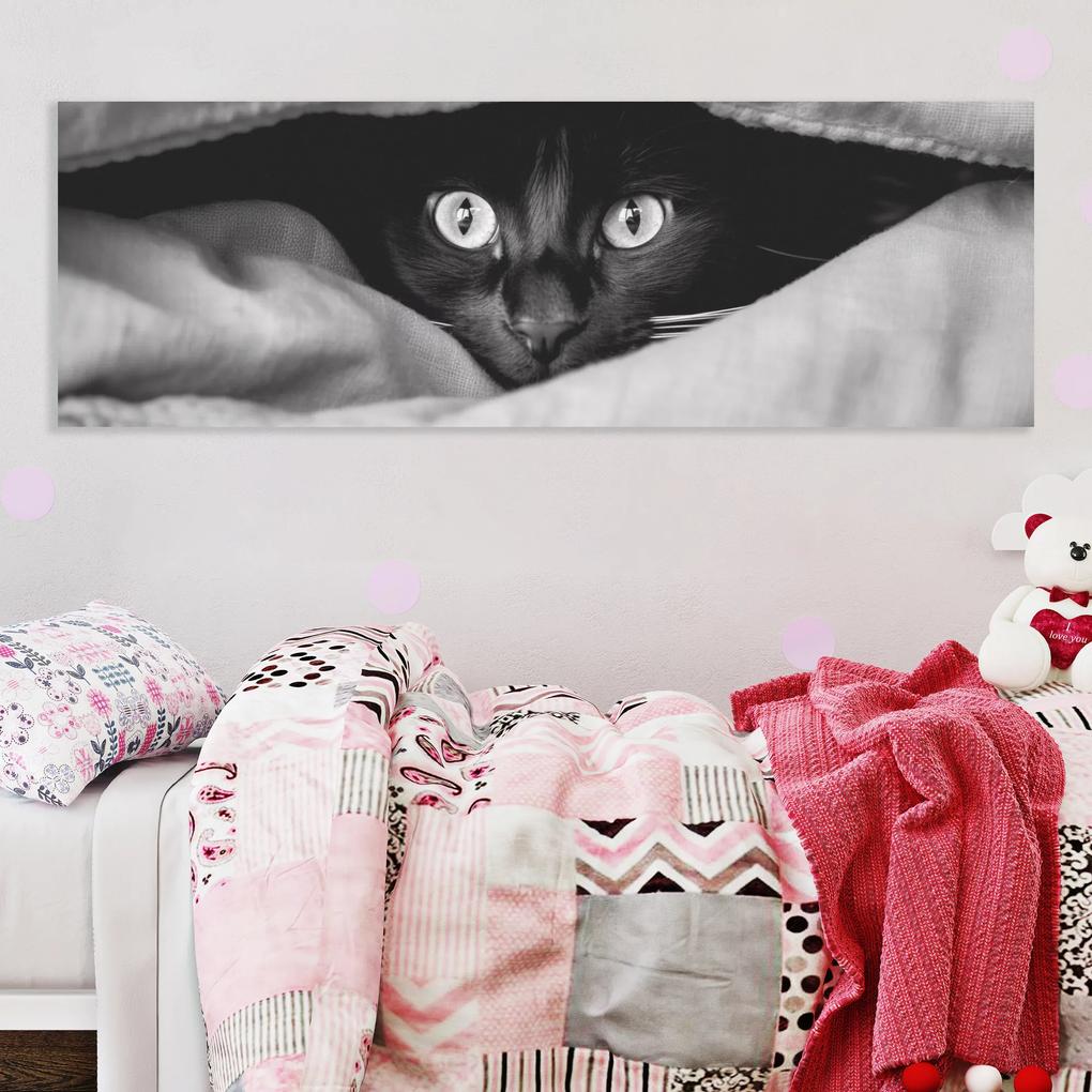 Obraz na plátně - Najdi kočku, kočka v bílé přikrývce FeelHappy.cz Velikost obrazu: 120 x 40 cm
