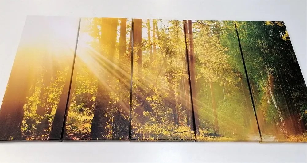 5-dílný obraz sluneční paprsky v lese Varianta: 200x100