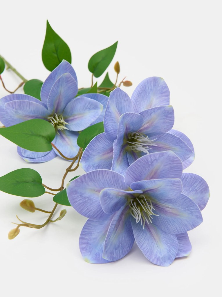 Sinsay - Decorative plant – clematis - modrá
