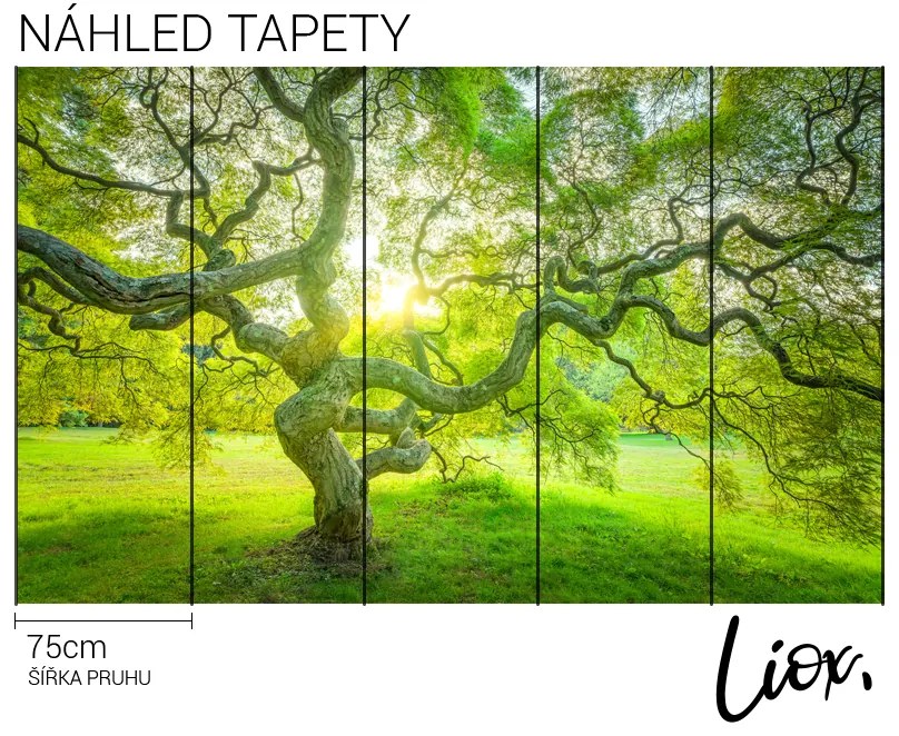 Tapeta rozkvetlá vrba