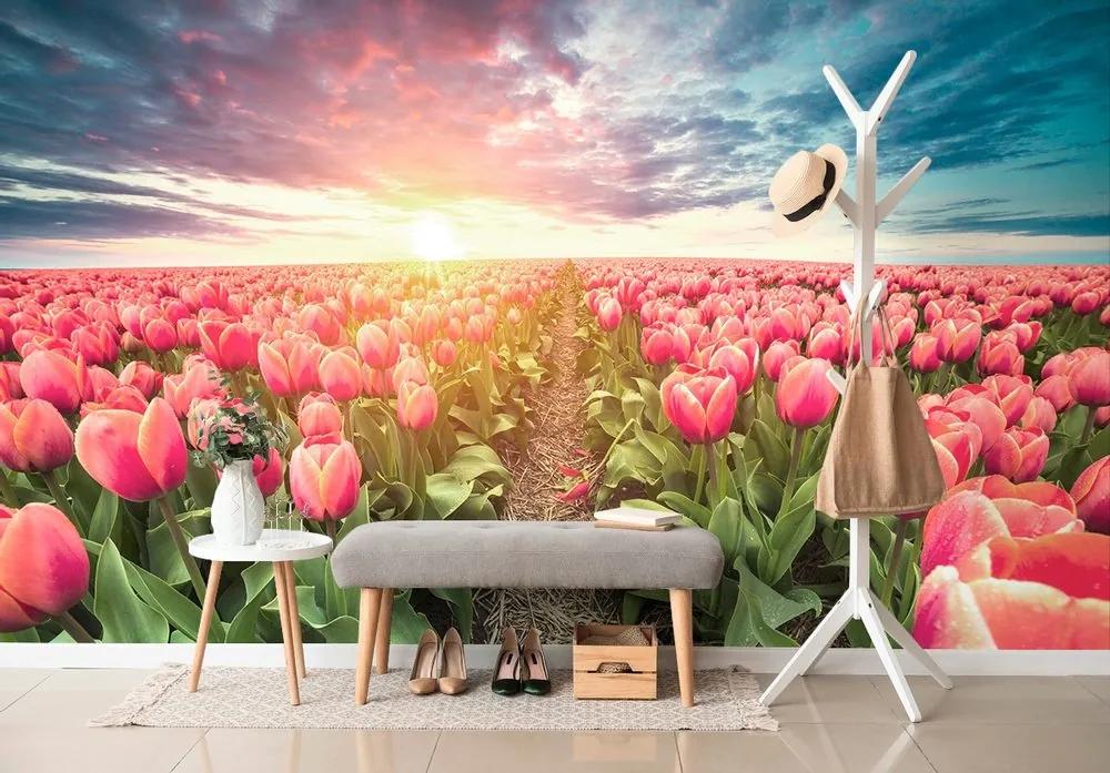 Samolepící tapeta východ slunce nad loukou s tulipány - 300x200 cm