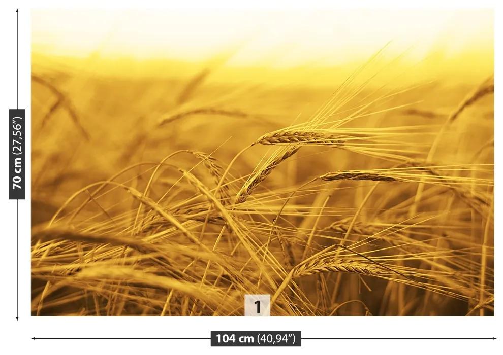 Fototapeta Pšeničné pole
