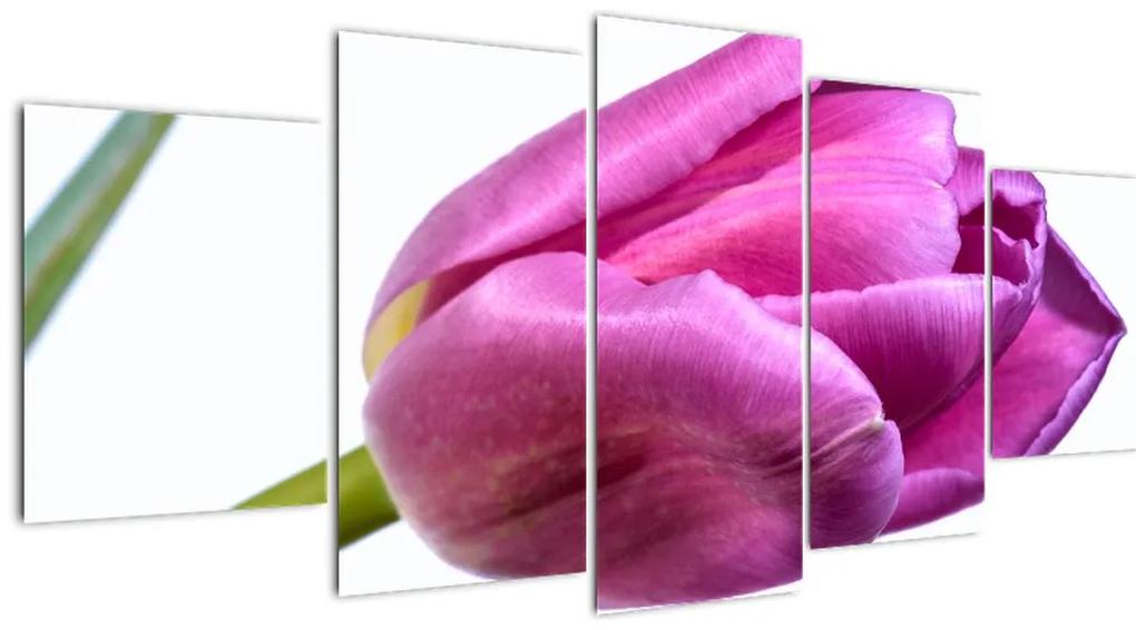 Obraz růžového tulipánu