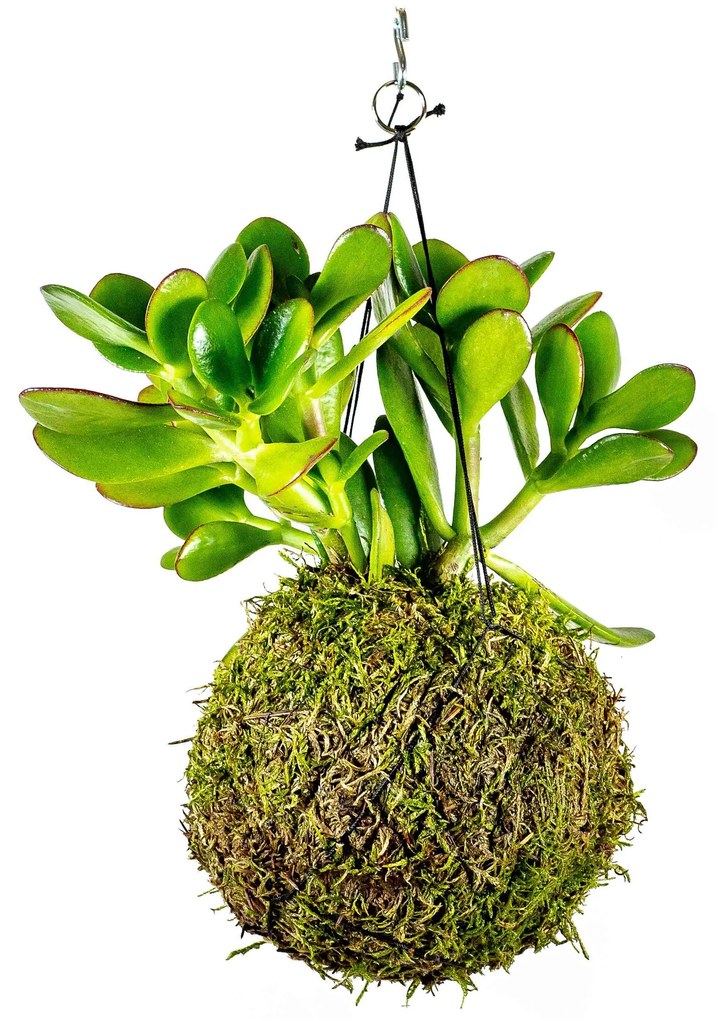 Gardners Kokedama Crassula (L)