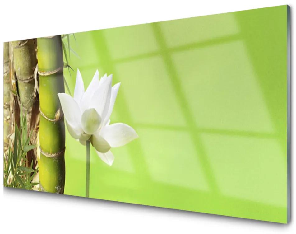 Plexisklo obraz Bambus Stonek Rostlina Příroda