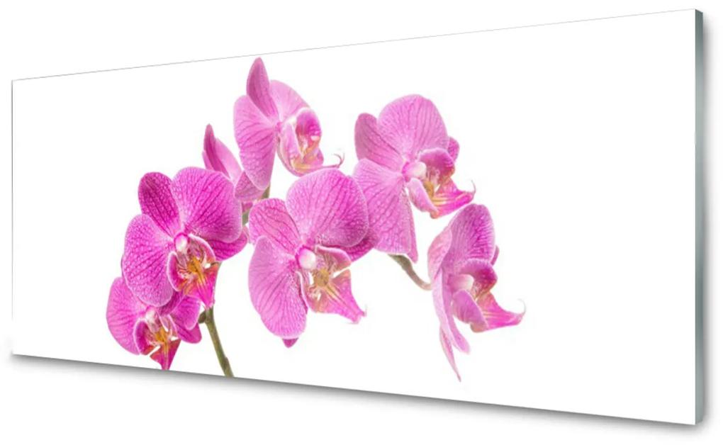 Plexisklo obraz Orchidej Květiny Příroda