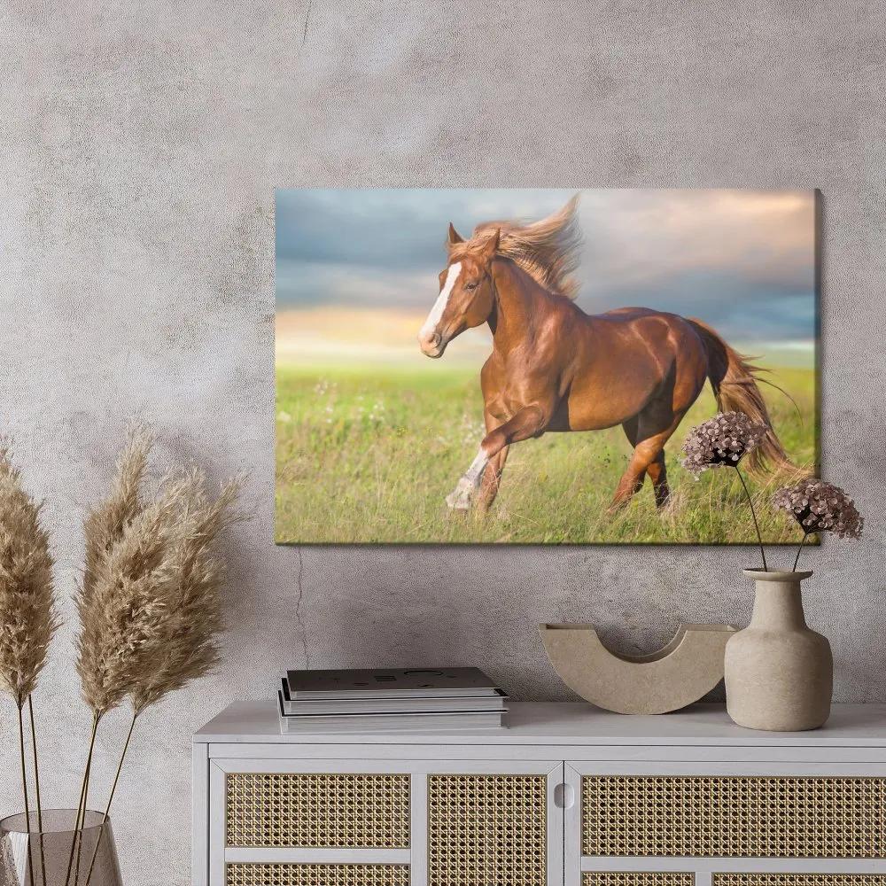 Obraz Cválající Kůň Na Mýtině Nedostatek Nedostatek Plátno Canvas 70x50