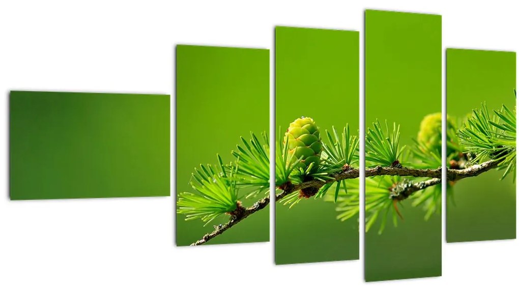 Obraz zelené šišky (110x60 cm), 40 dalších rozměrů
