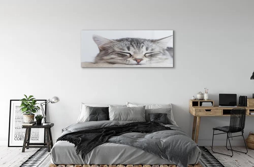akrylový obraz ospalá kočka 120x60 cm