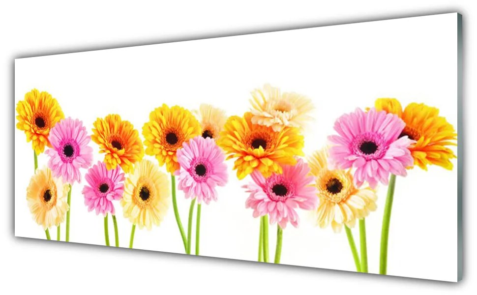 akrylový obraz Barevné Květiny Gerbery 125x50 cm