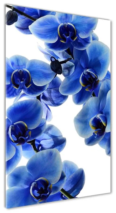Wallmuralia Foto obraz akrylový Modrá orchidej 70x140 cm
