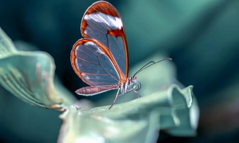 Vícedílný obraz Skleněný Motýl Zblízka Nedostatek Nedostatek Plátno Canvas 250x150
