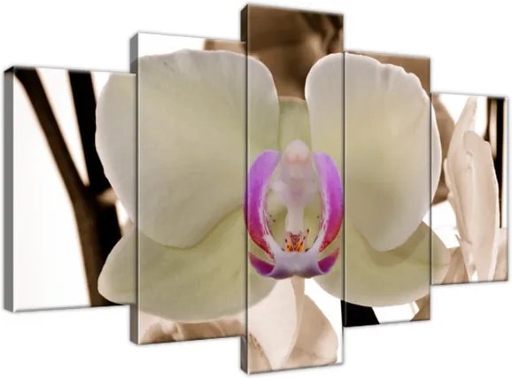 Tištěný obraz Bílá orchidej 100x63cm 754A_5D