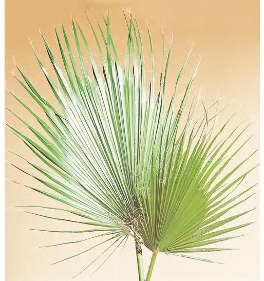 Listy palmy Washingtonia 120 - 150 cm