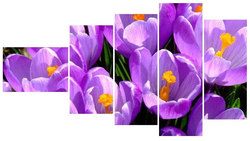 Obraz fialových tulipánů (110x60 cm), 40 dalších rozměrů