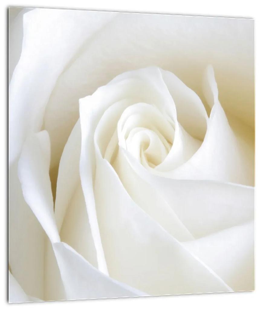 Obraz bílé růže (30x30 cm)