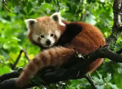 Ravensburger Panda červená / 500 dílků / od 12 let