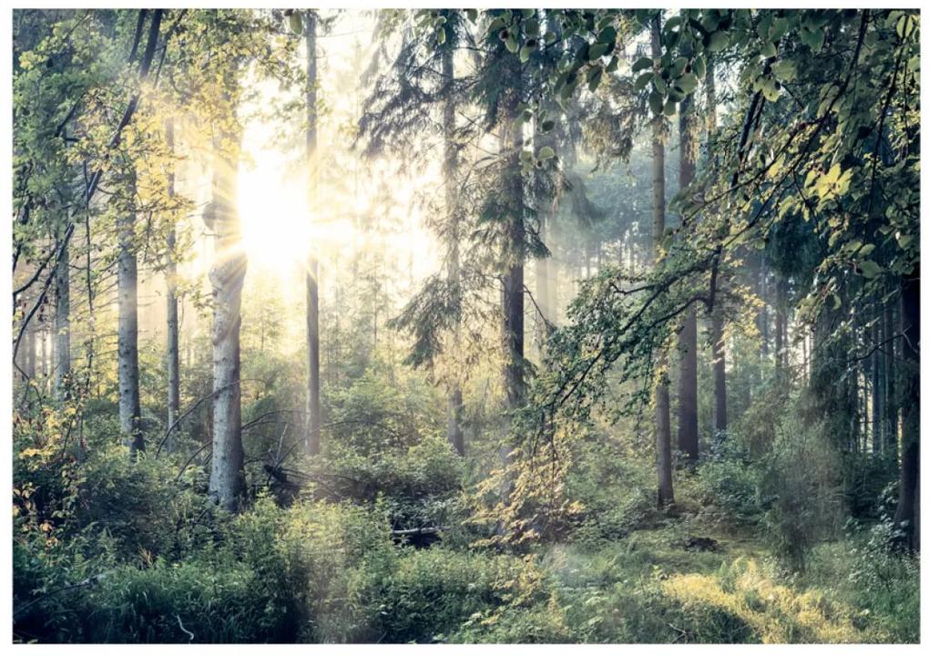 Fototapeta lesní pohoda (150x105 cm) - Murando DeLuxe
