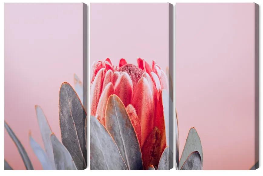 Vícedílný obraz Květina Královského Protéa Zblízka Nedostatek Nedostatek Přírodní plátno 150x100