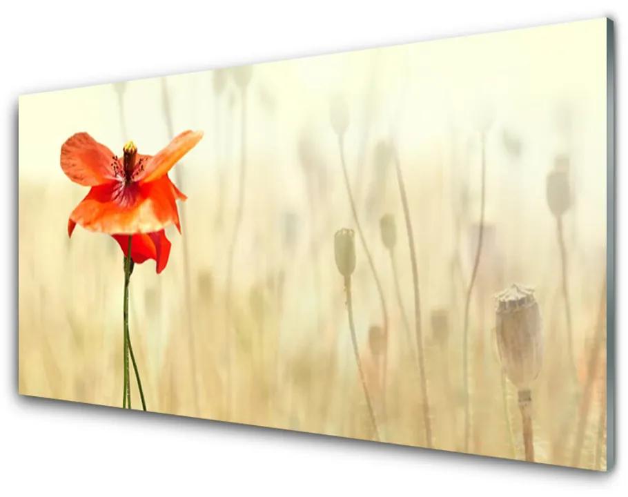 Obraz na skle Máky Rostlina Příroda 125x50cm