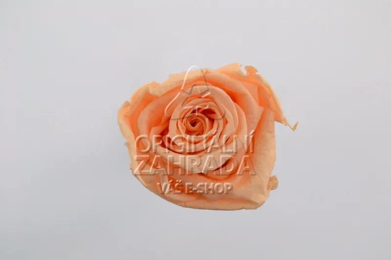 Stabilizovaná růže - broskvová