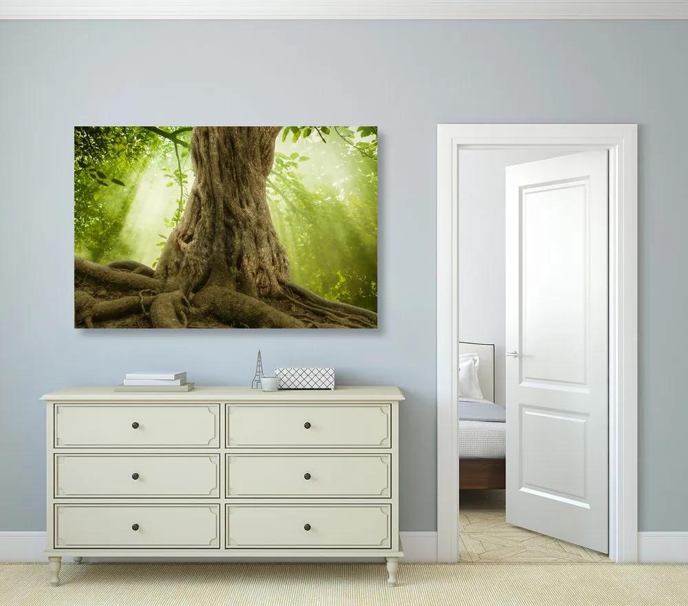 Obraz kořen stromu Varianta: 120x80