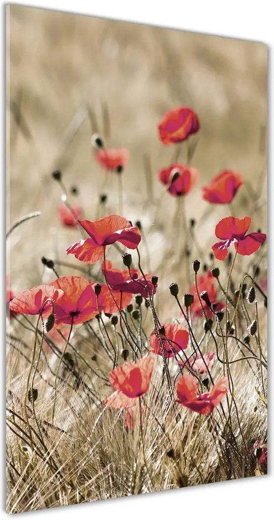 Foto obraz canvas Polní květiny