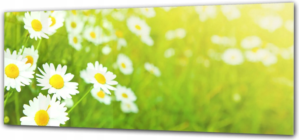 grafika sklo skleněný obraz květina 150x60