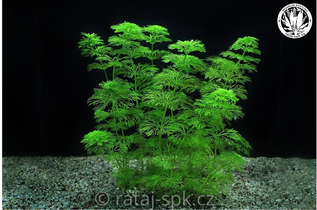 Limnophila sessiliflora