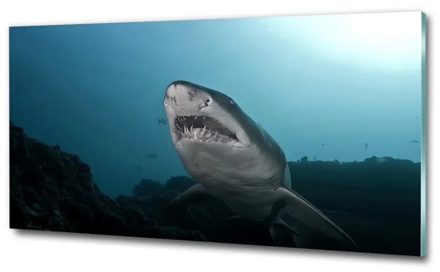 Wallmuralia Fotoobraz na skle Velký žralok 100x50