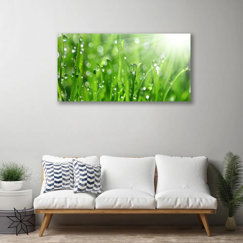 Obraz na plátně Příroda Tráva Kapky 125x50 cm