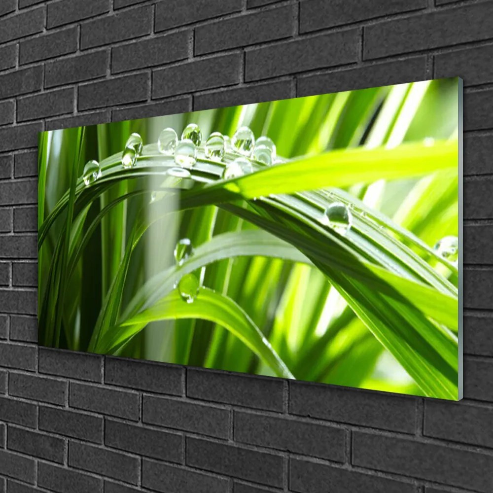 Obraz na skle Tráva Rosa Kapky Rostlina 100x50 cm