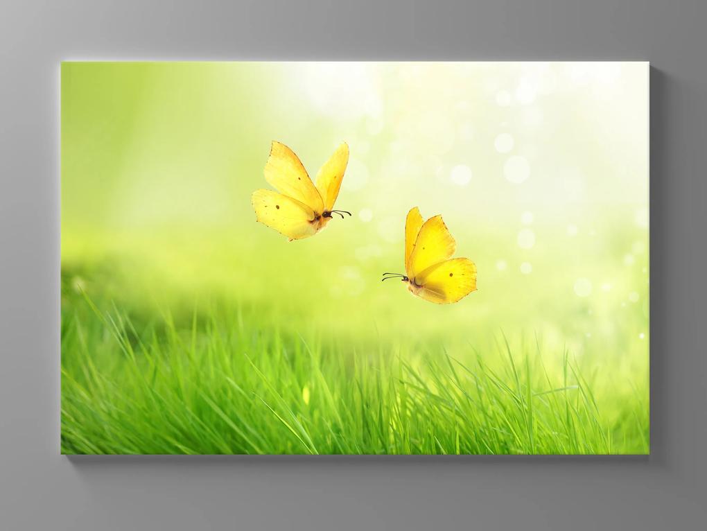 Liox Obraz žlutí motýli Rozměr: 120 x 80 cm