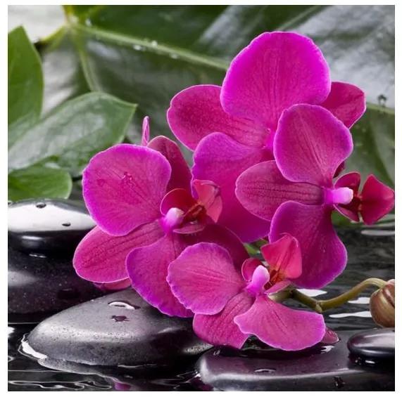 Obraz fialových orchidejí na kamenech (30x30 cm), 40 dalších rozměrů