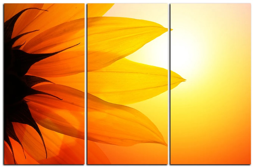 Obraz na plátně - Slunečnice květ 1201B (90x60 cm  )