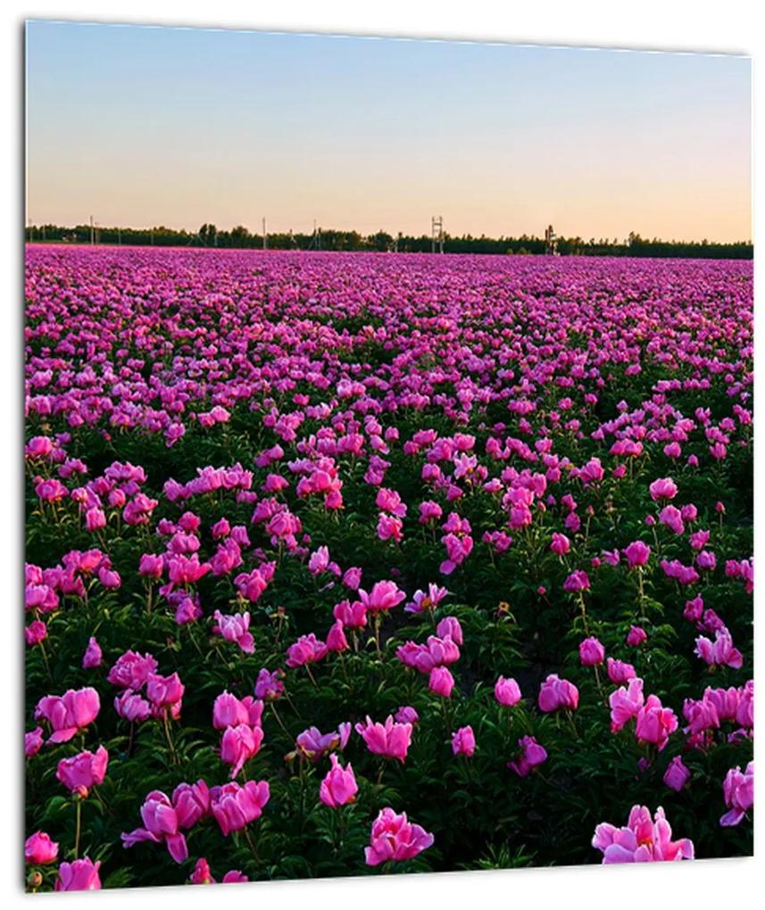 Obraz - Louka fialových tulipánů (30x30 cm)